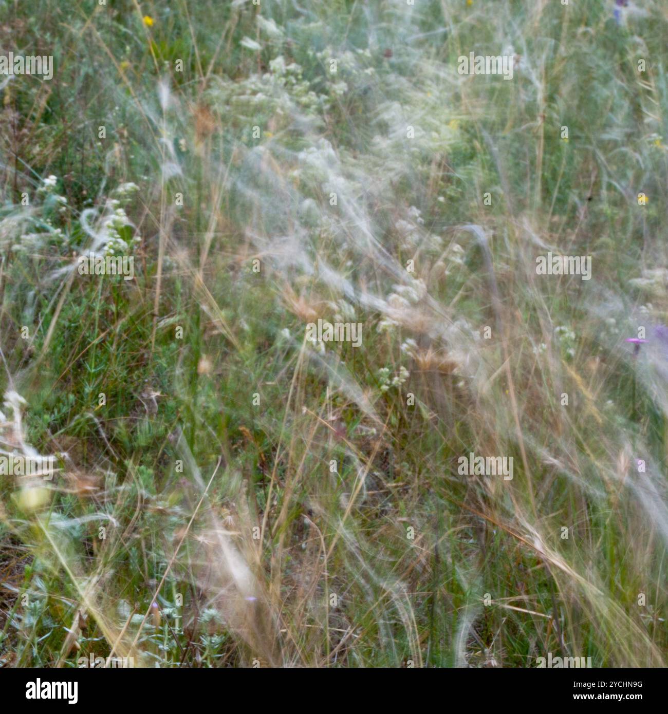 Wind blowing. Wild flowers and grass Stock Photo - Alamy