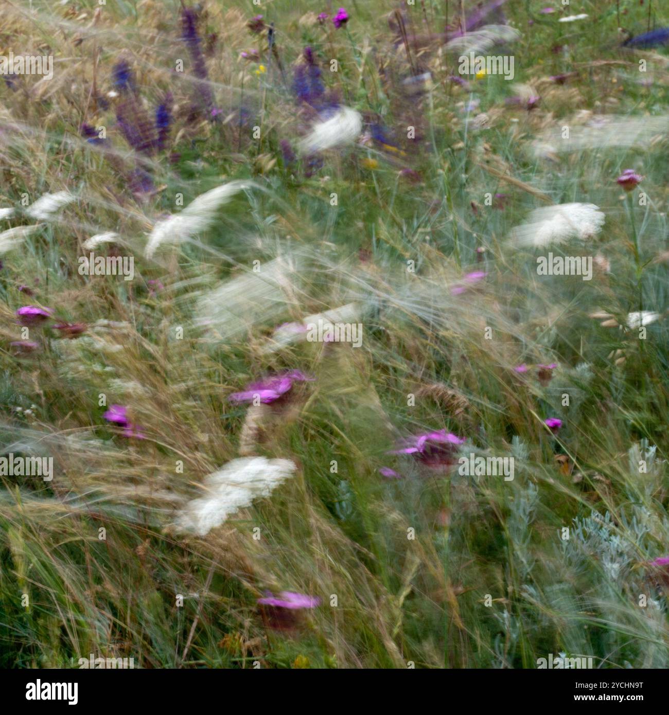Beautiful field wild flowers blowing hi-res stock photography and ...
