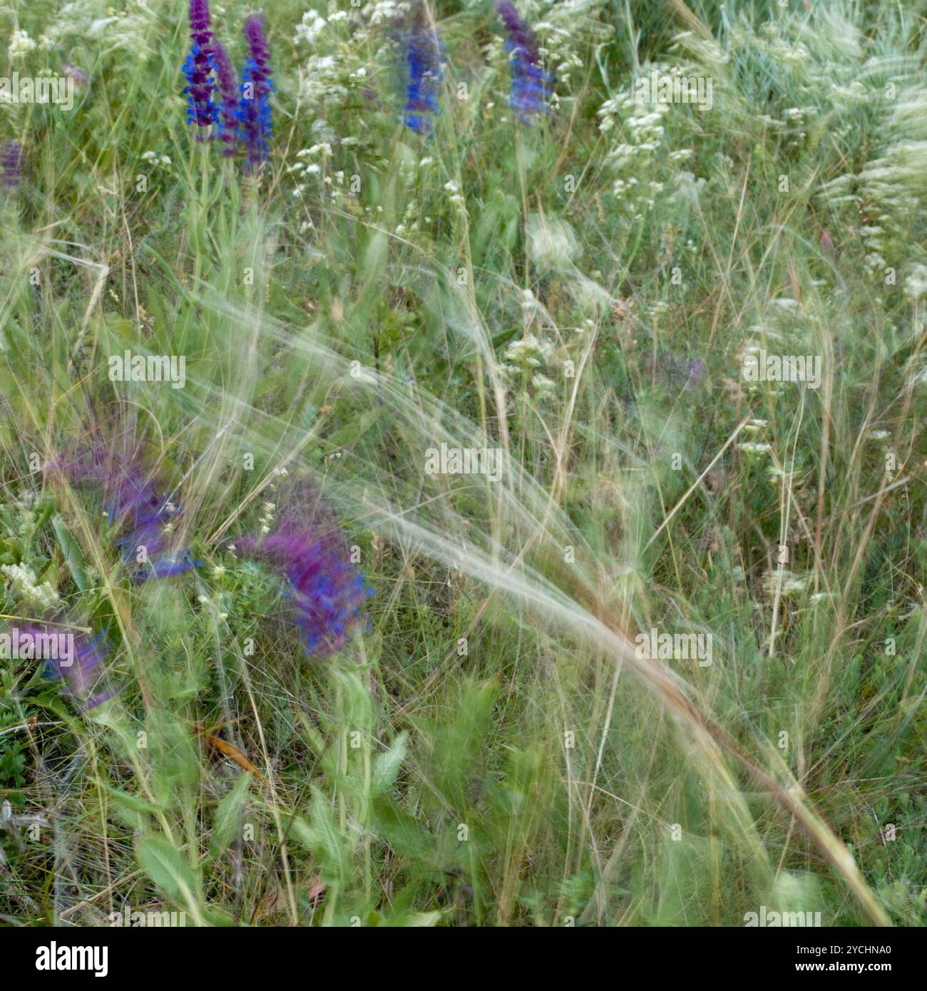 Beautiful field wild flowers blowing hi-res stock photography and ...