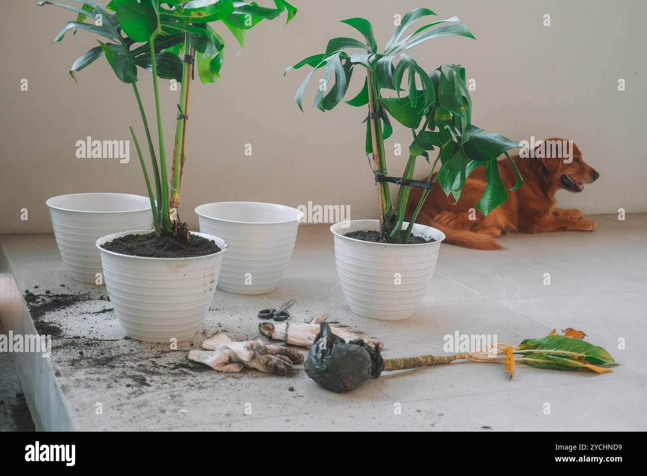 Terrace with dog where indoor plants Monstera are being replanted into ...