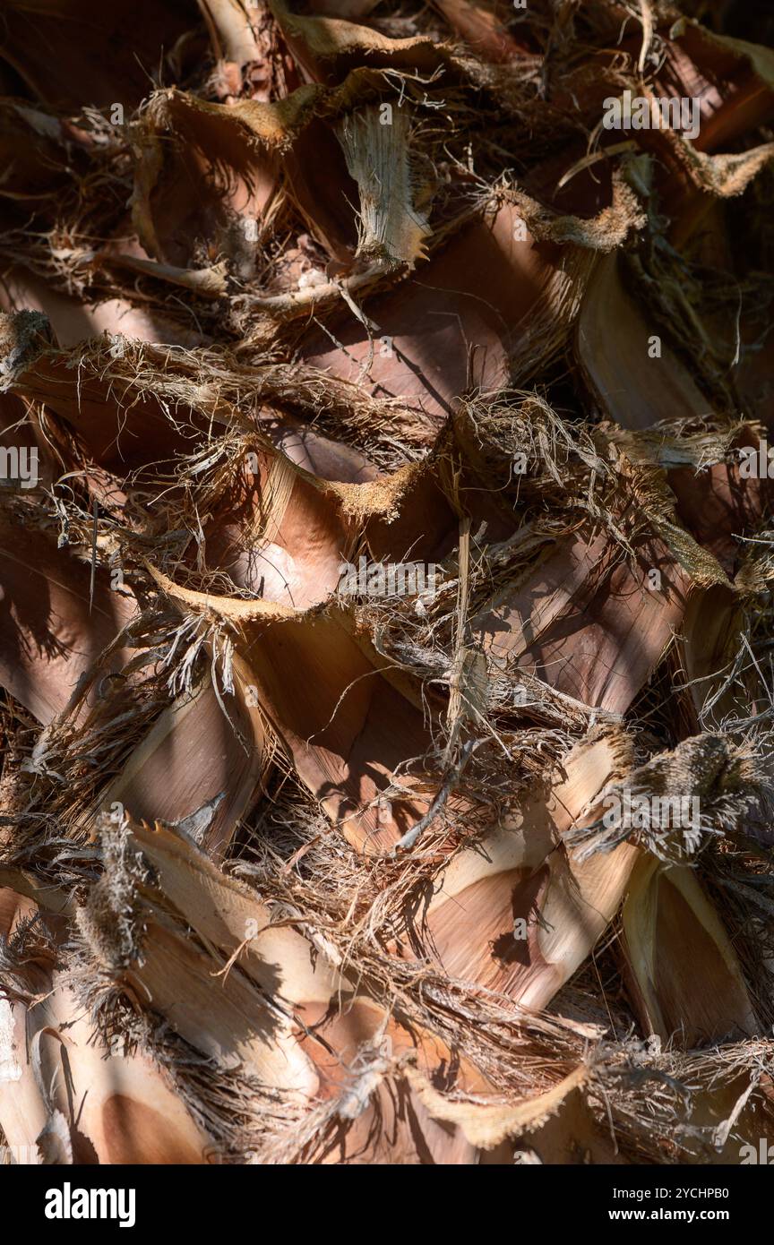 Close-up exploration reveals the intricate layers and textures of a ...