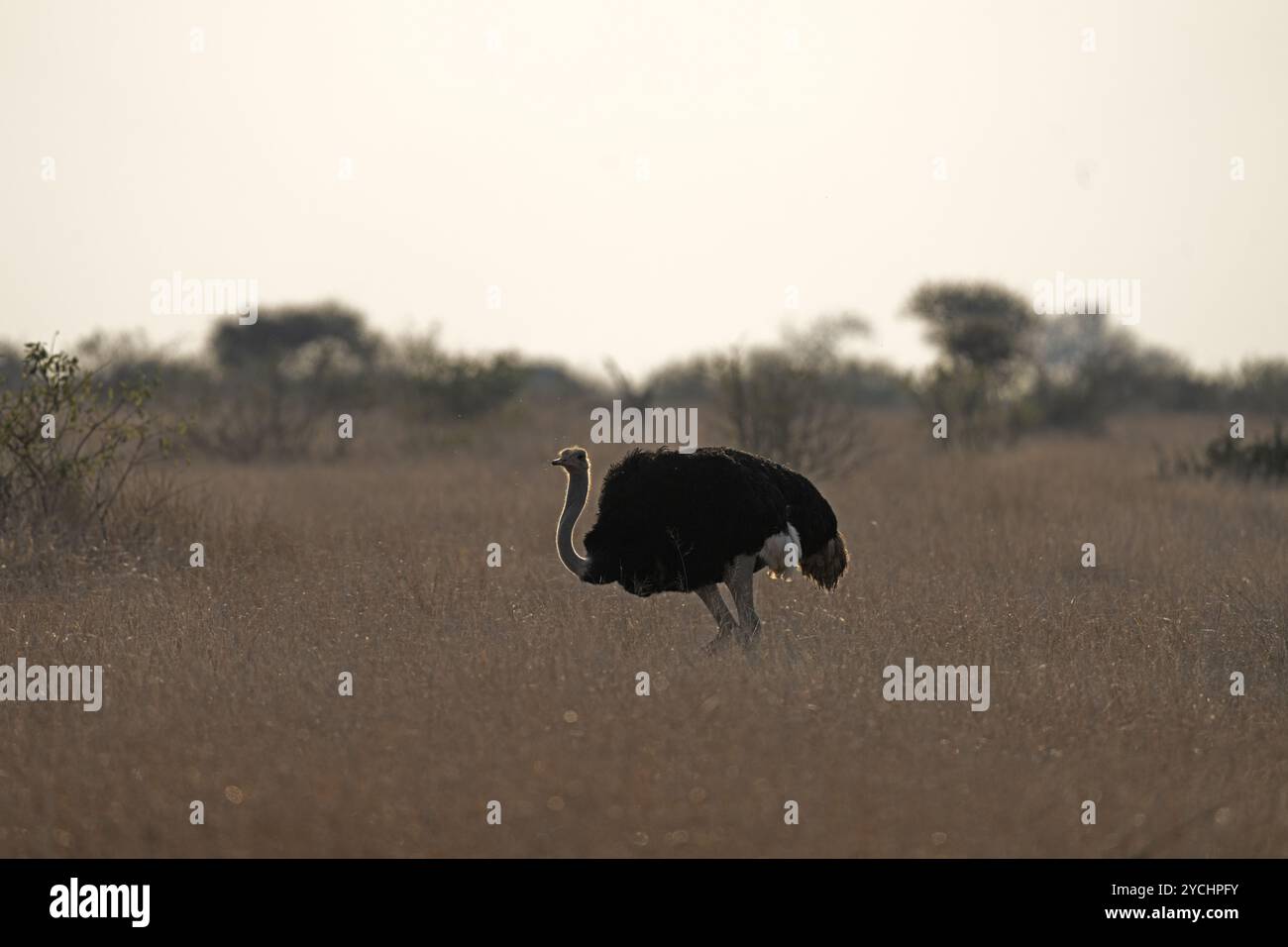 Common ostrich is walking through grass land in Kruger National park ...
