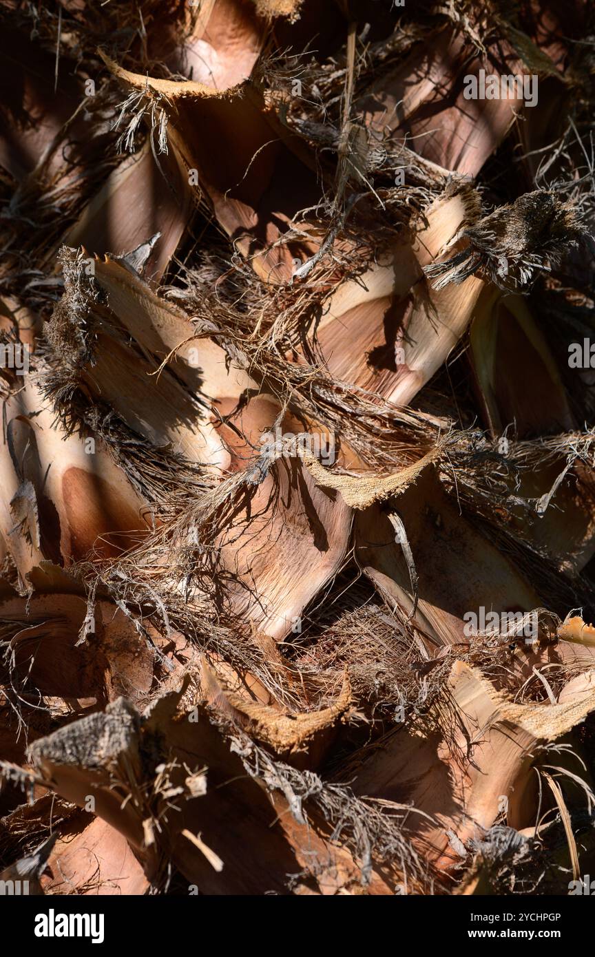 Sunlight filters through the leaves, highlighting the rich, layered ...