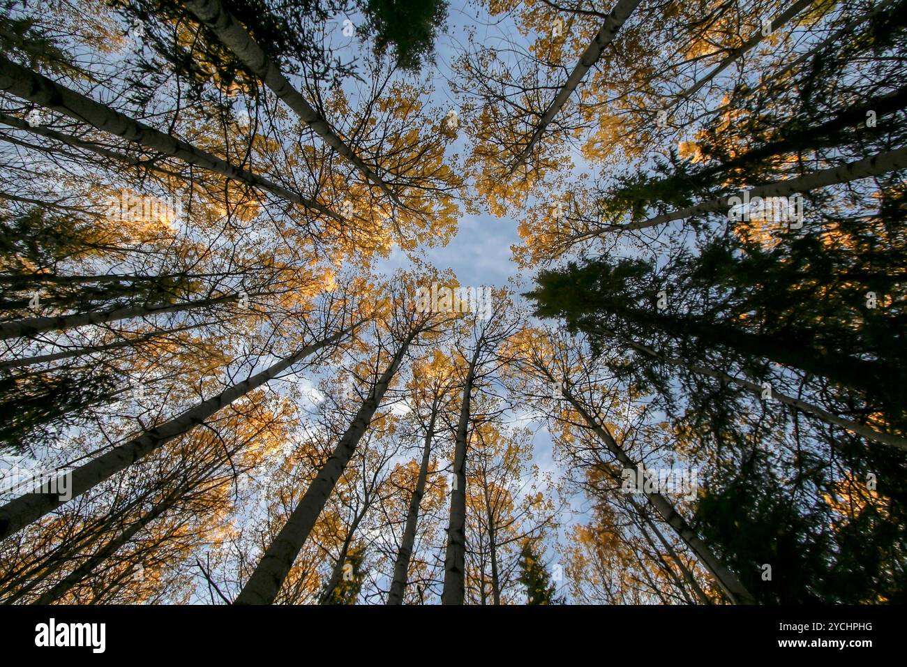 Beautiful tall green tree with sky hi-res stock photography and images ...