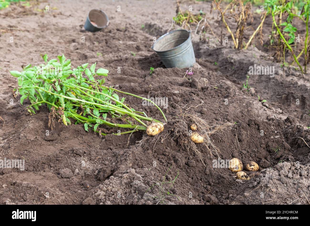 New harvest potato hi-res stock photography and images - Alamy