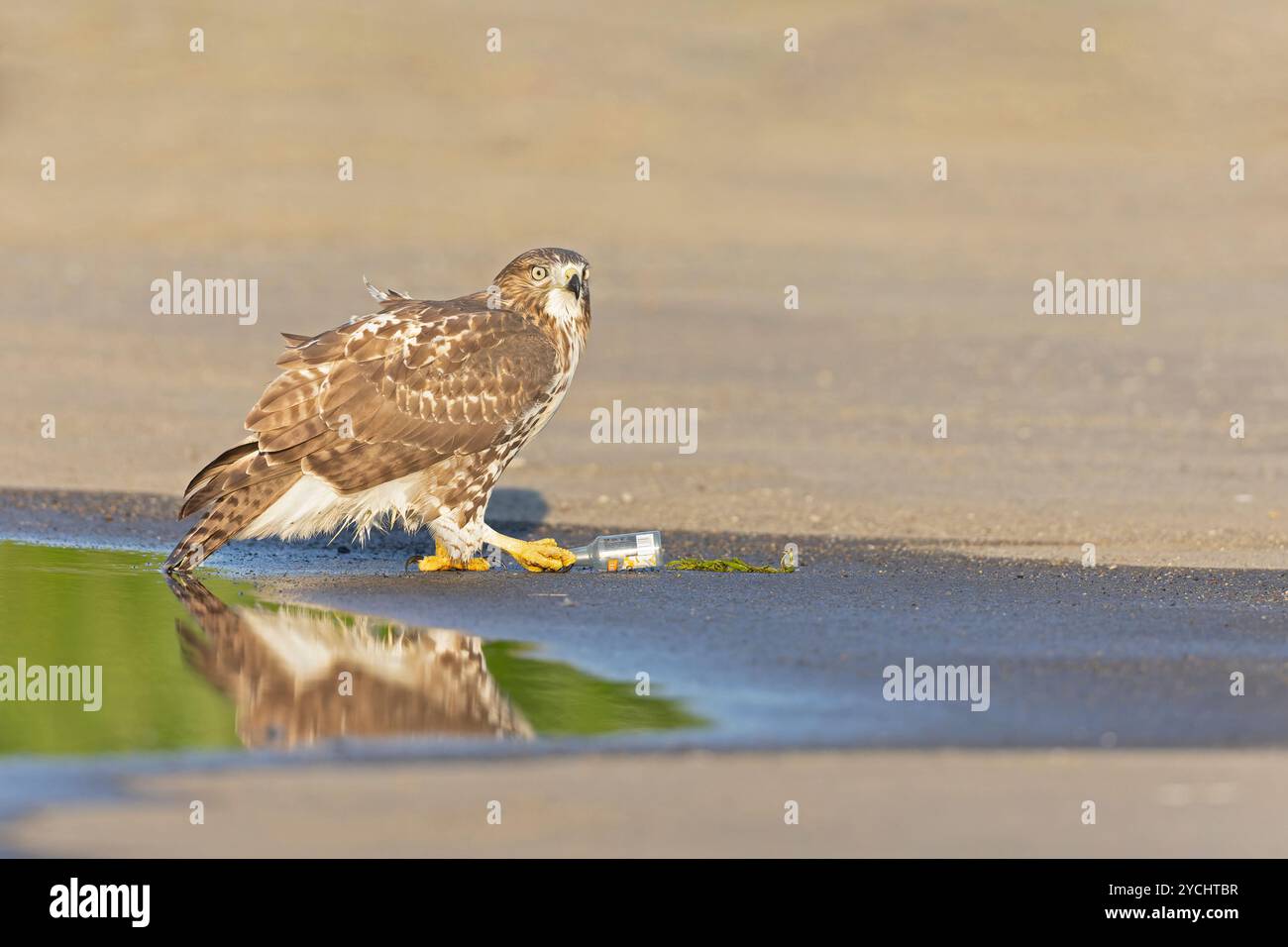 A juvenile red-tailed hawk (Buteo jamaicensis) on the ground Stock ...