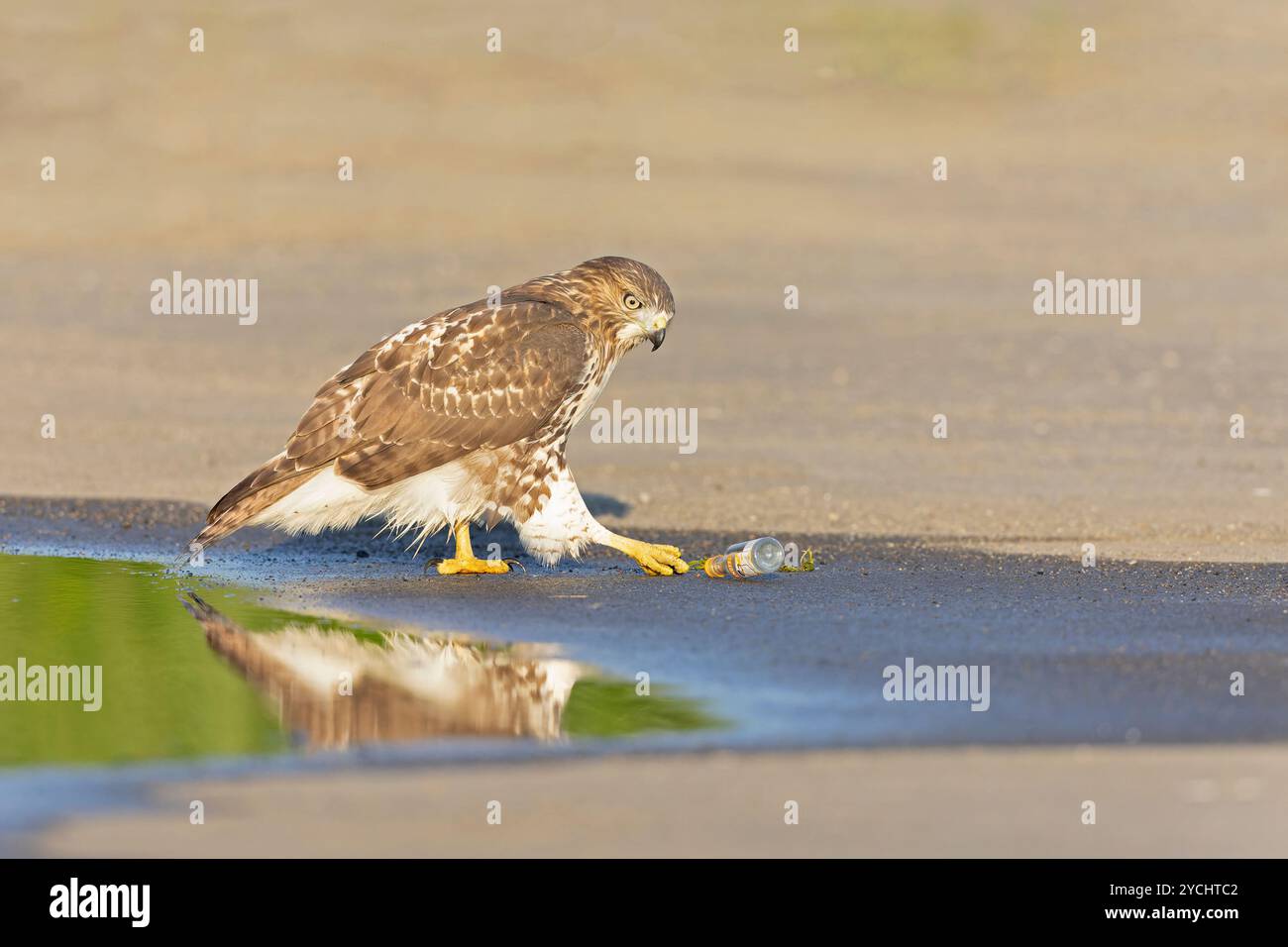 Red tailed hawk on the ground hi-res stock photography and images - Alamy
