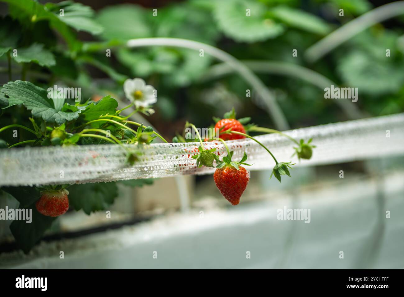 Strawberry filled greenhouse shelf with specialized pollination ...