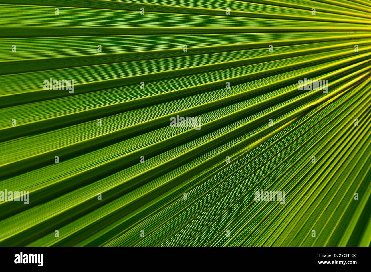 An exquisite display of a tropical palm leaf, radiating vibrant green ...