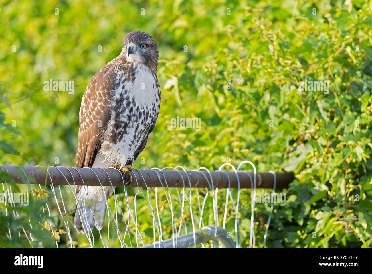 Red tailed hawk on fence hi-res stock photography and images - Alamy