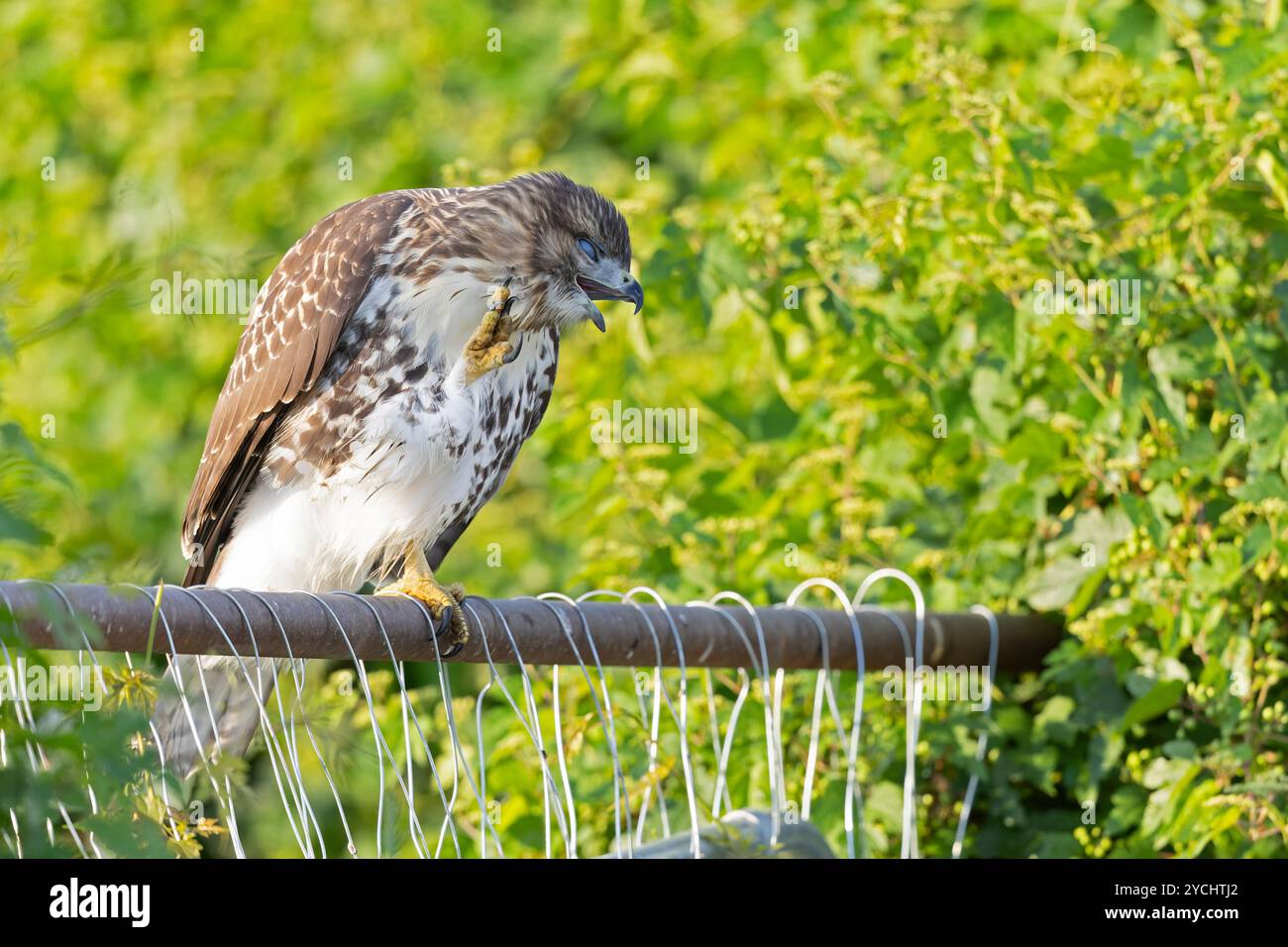 Red tailed hawk on fence hi-res stock photography and images - Alamy