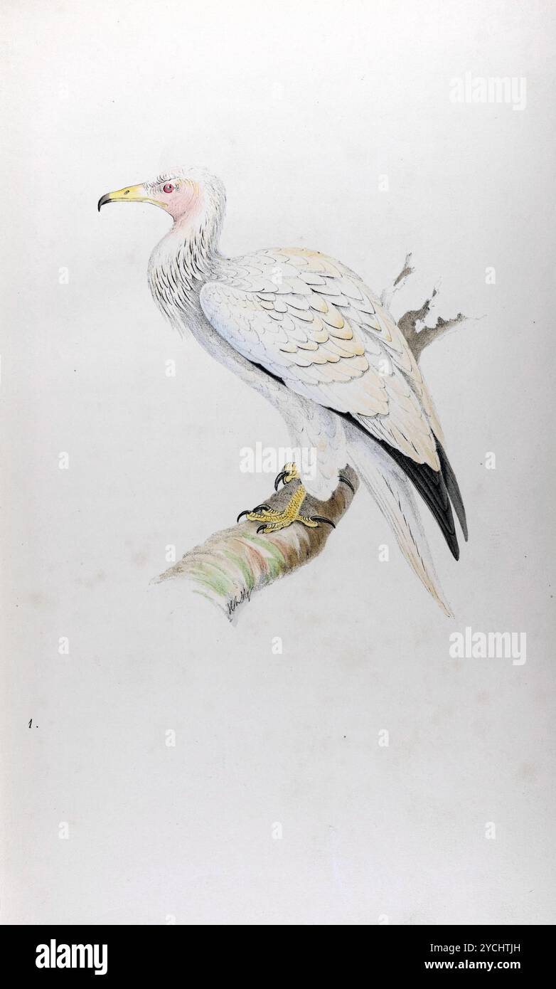 Egyptian Vulture. Plate 1. Meyer's British Birds. 1842 Stock Photo - Alamy