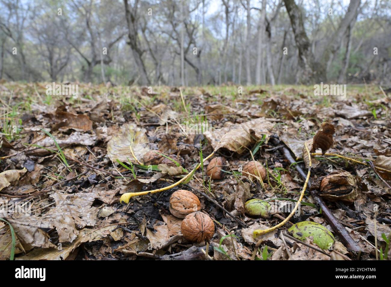 Fallen walnuts laying on the ground hi-res stock photography and images ...