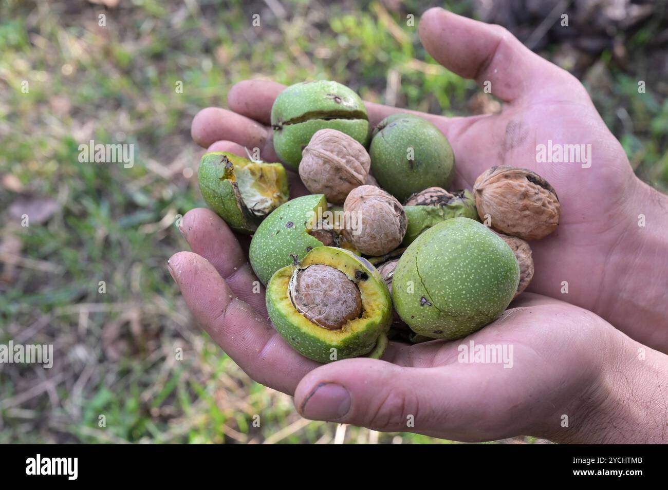 Walnuss wald hi-res stock photography and images - Alamy