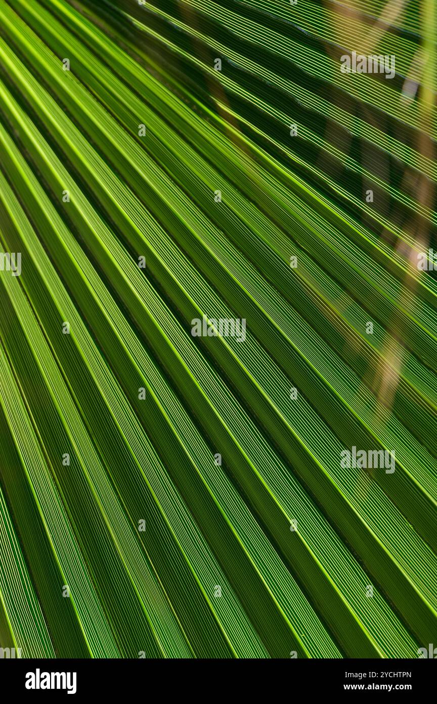 Sunlight filters through the dense foliage, creating a mesmerizing ...