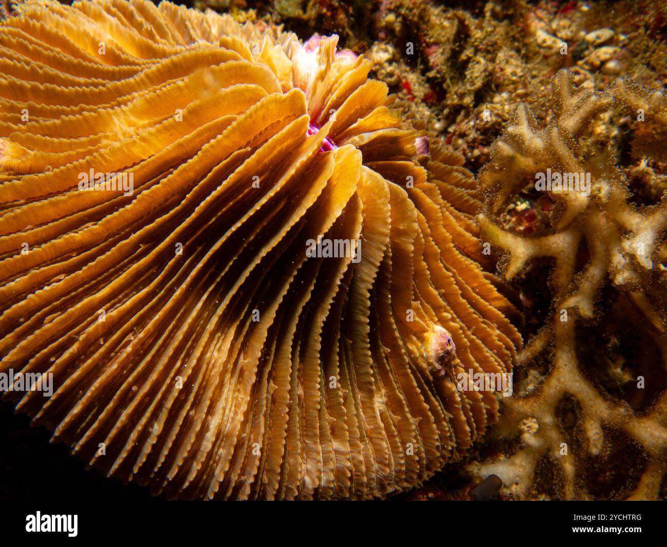 Common mushroom coral, Fungia fungites, in the tropical coral reef of ...