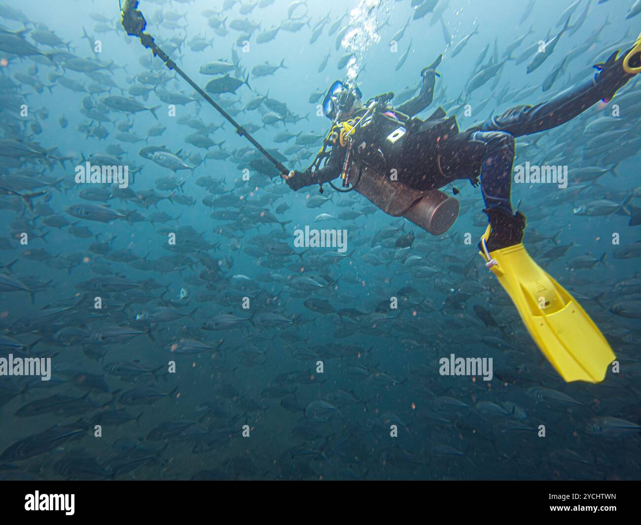 School big eye jackfish hi-res stock photography and images - Alamy