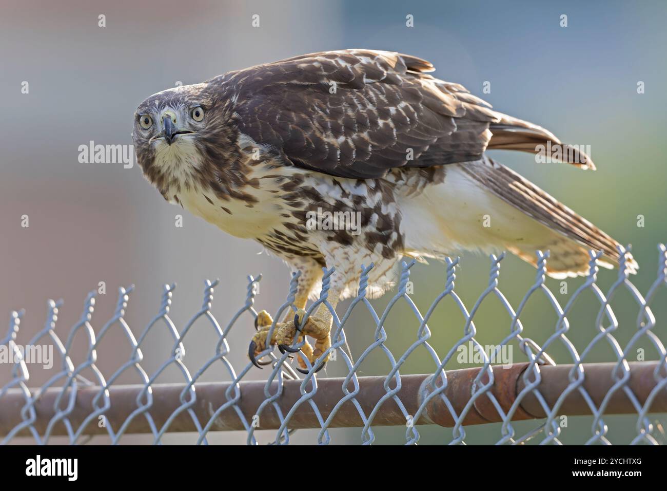 Red tailed hawk on fence hi-res stock photography and images - Alamy