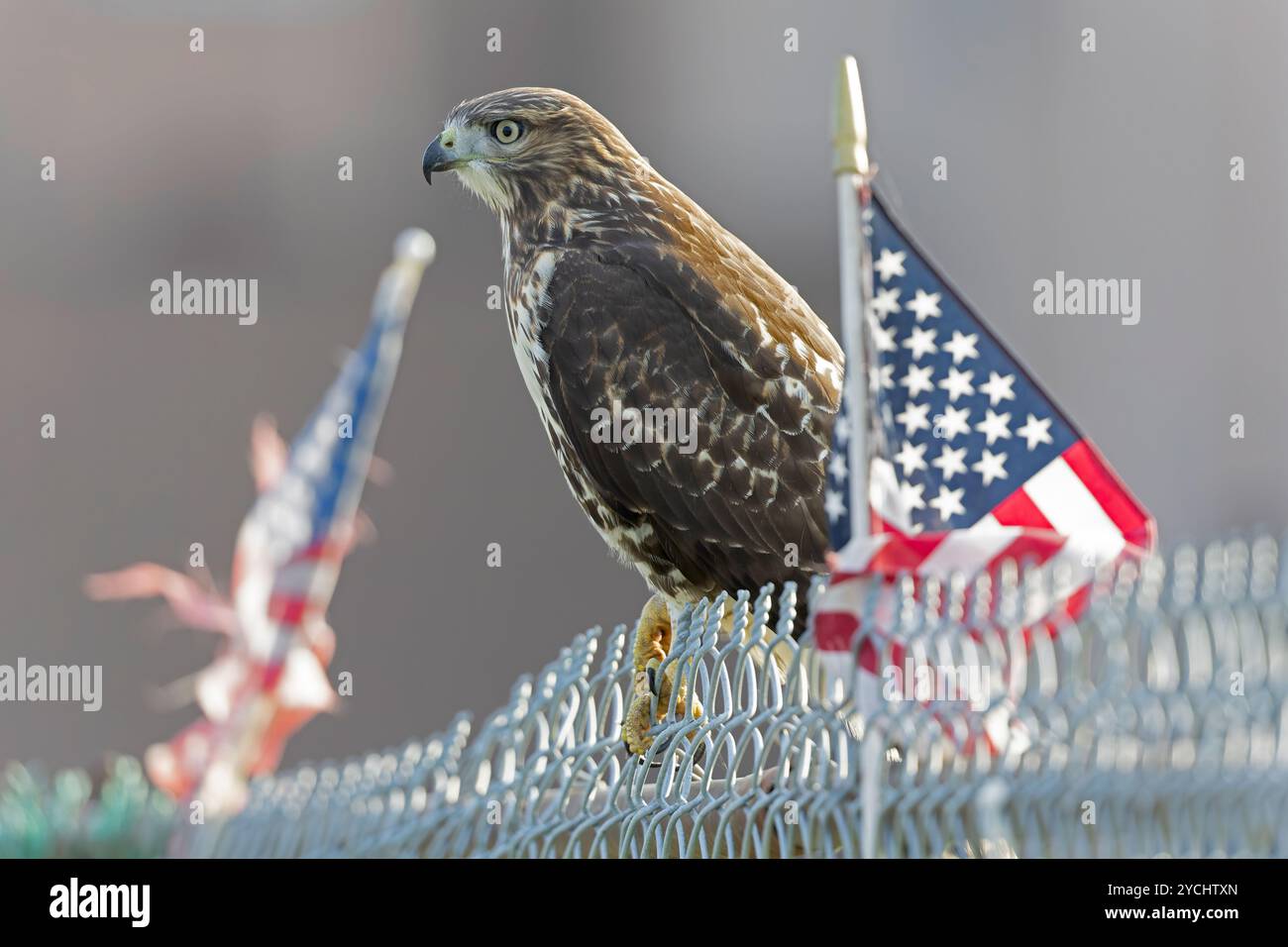 Red-tailed hawk (Buteo jamaicensis) perched on a fence next to an ...