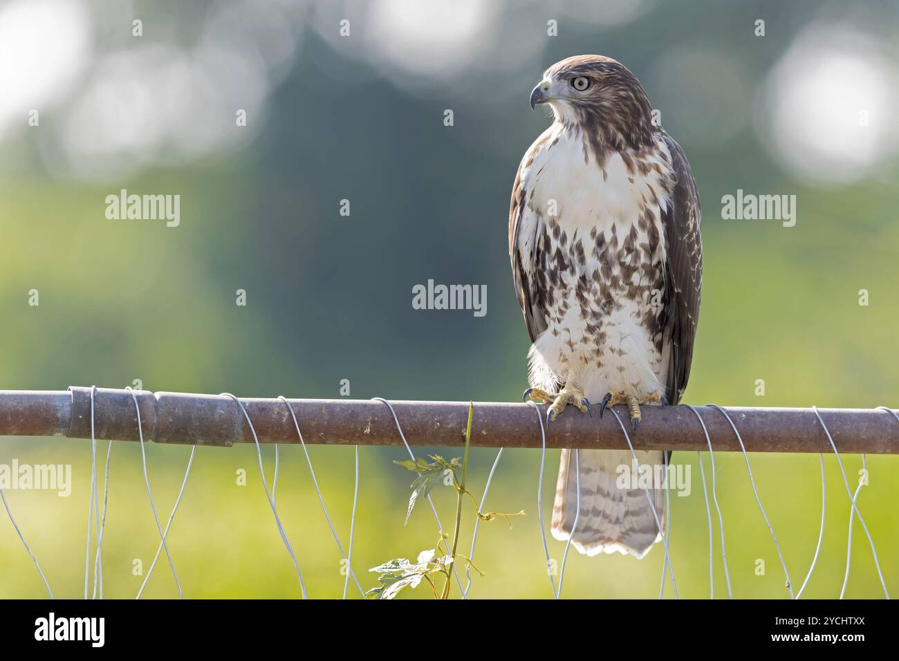 Red-tailed hawk (Buteo jamaicensis) perched on a fence Stock Photo - Alamy