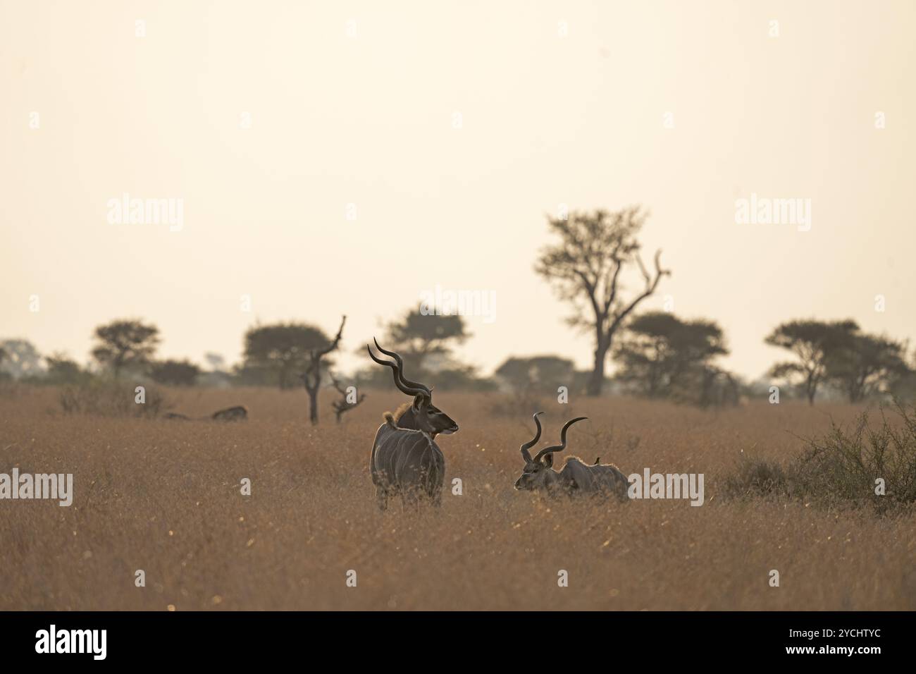 Kudu in the Kruger National park. Antelopes with the curved horns ...
