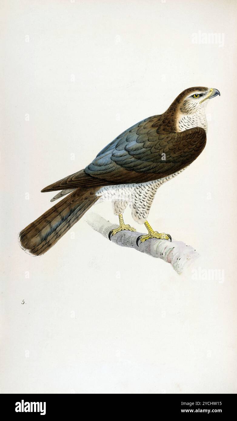 Goshawk. Plate 5. Meyer's British Birds 1842 Stock Photo - Alamy