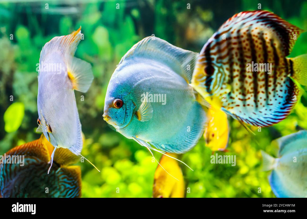 Close up view red discus hi-res stock photography and images - Alamy