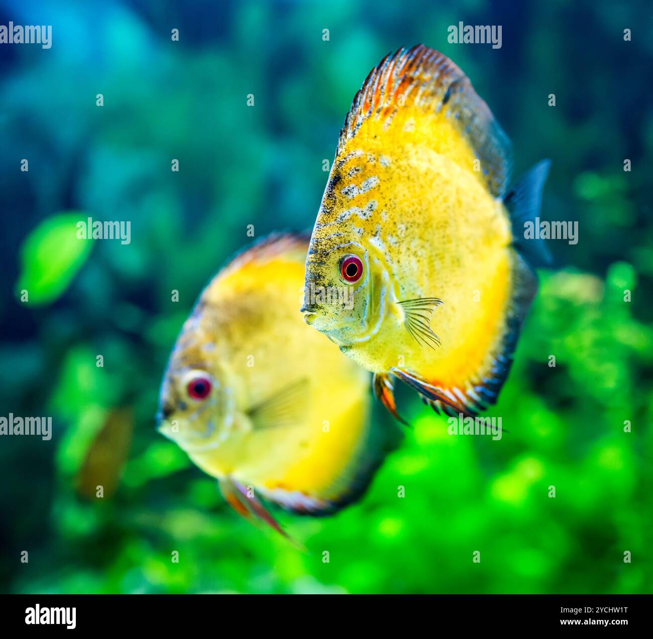 Close up view red discus hi-res stock photography and images - Alamy