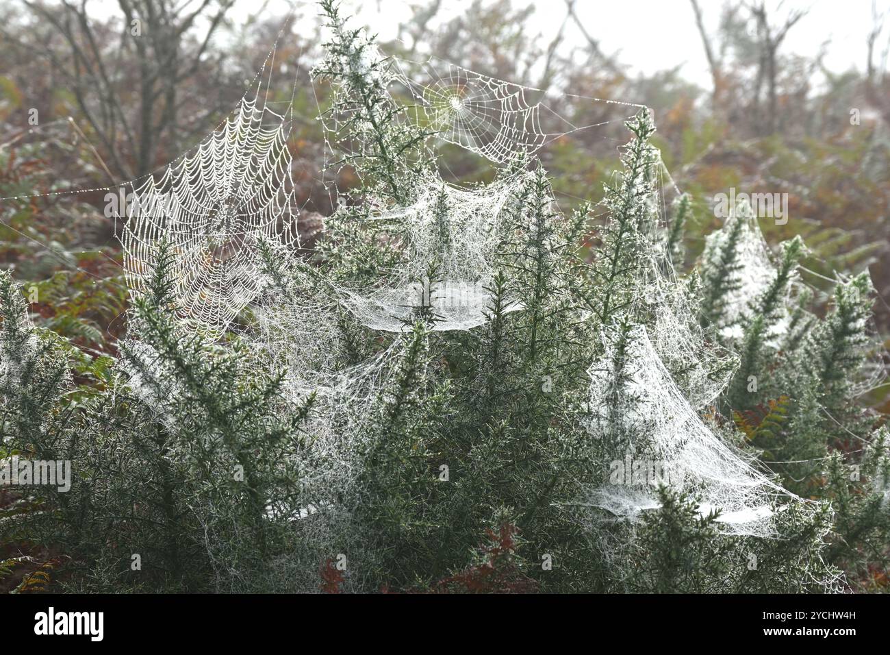 Cobweb gorse hi-res stock photography and images - Alamy