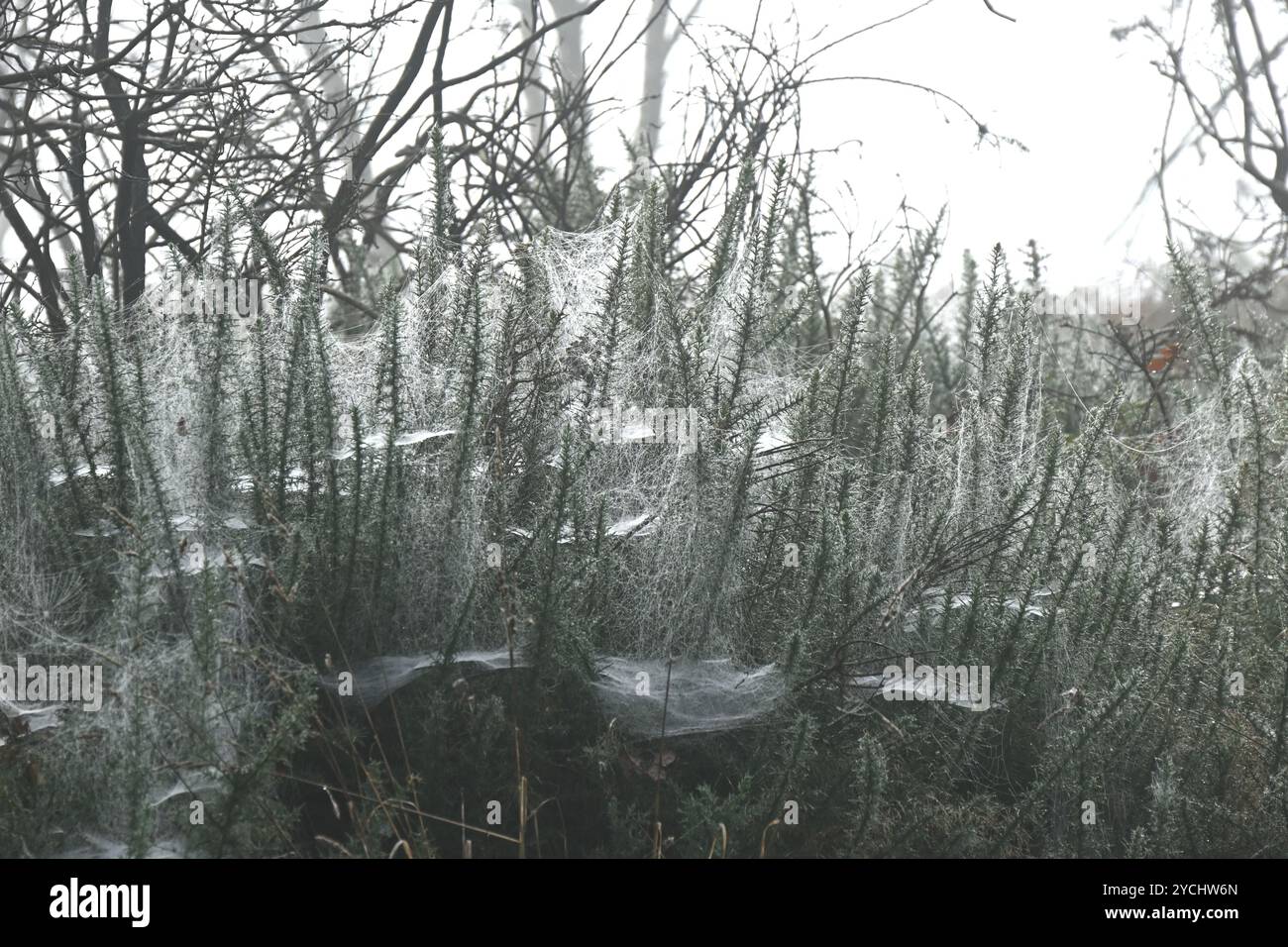 Cobweb gorse hi-res stock photography and images - Alamy