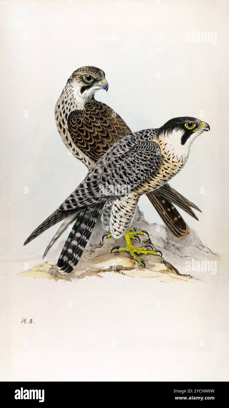 Peregrin falcon hi-res stock photography and images - Alamy