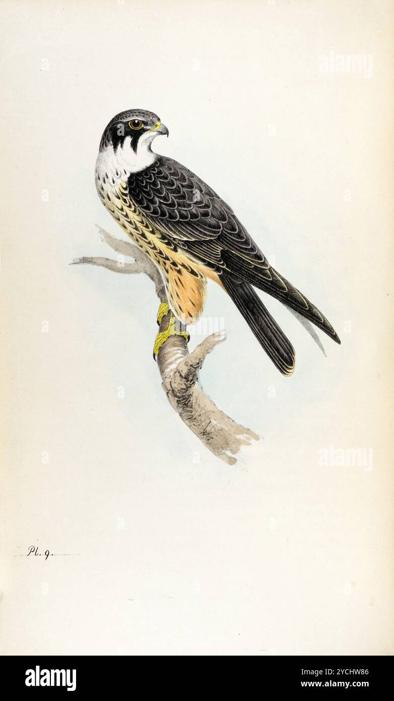 Hobby. Plate 9. Meyer's British Birds. 1842 Stock Photo - Alamy