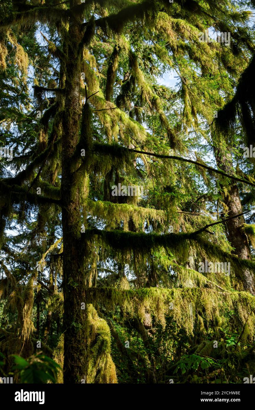 Detail of a moss covered tree in second-growth rainforest in coastal ...