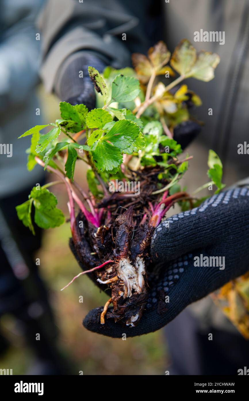 Forage plant conservation hi-res stock photography and images - Alamy