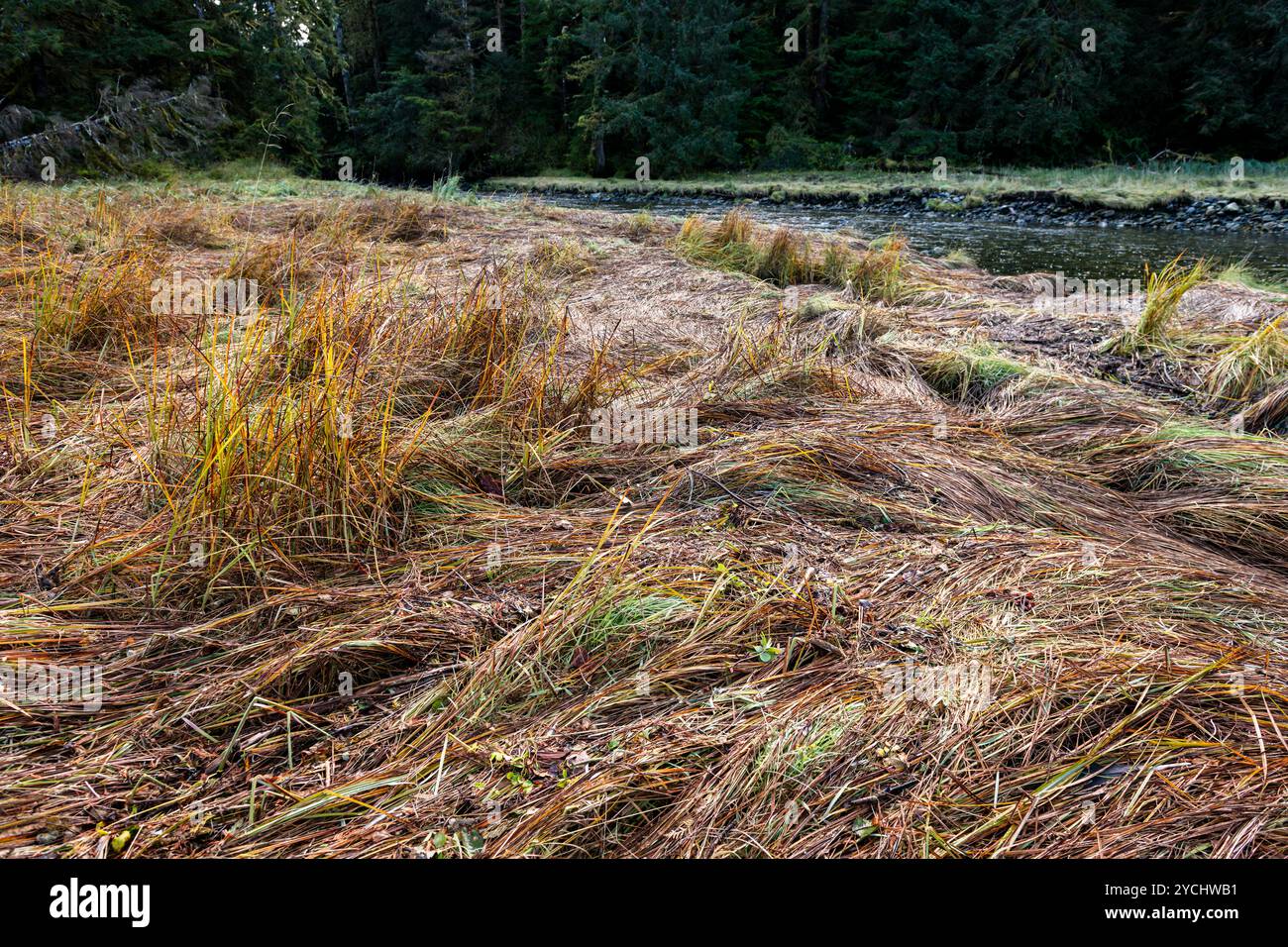 The plants of a meadow estuary show autumn colours where they lay ...