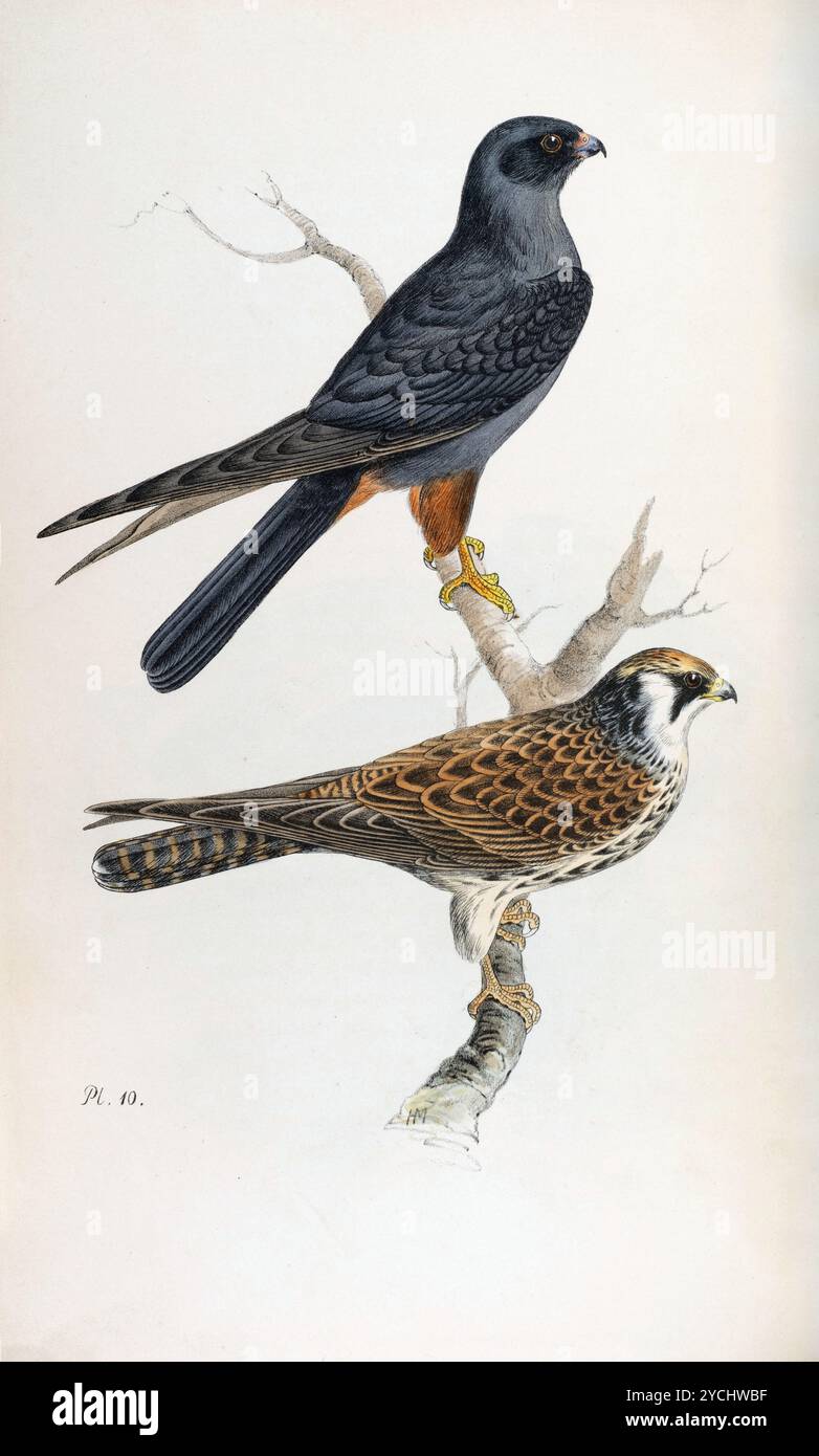 Orange-legged Hobby. Plate 10. Meyer's British Birds 1842 Stock Photo ...