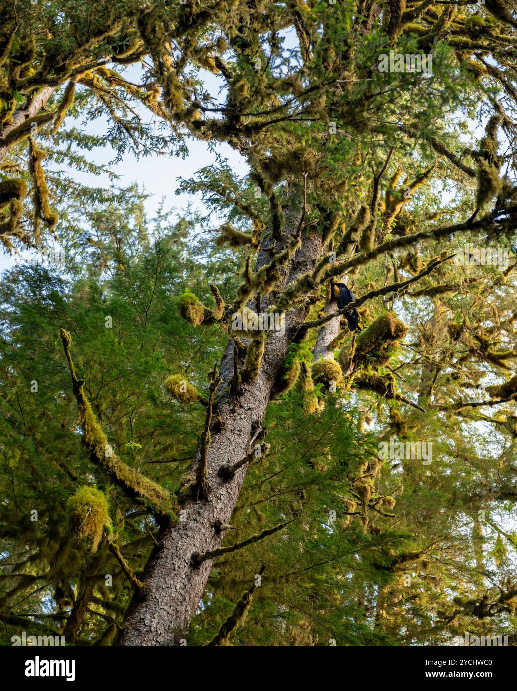 A raven (Corvus corax) perches in a moss-covered tree in the Great Bear ...