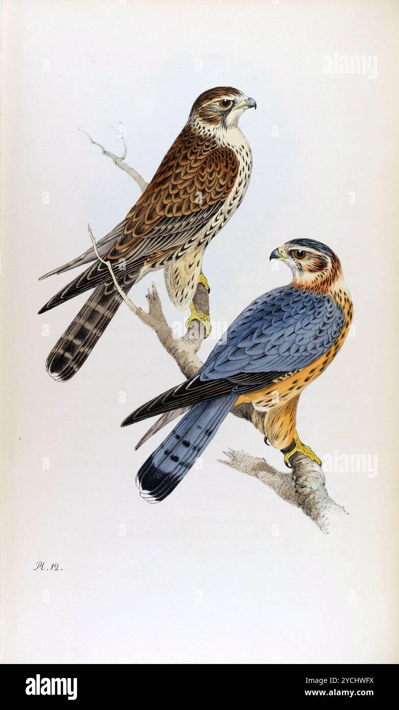 Meyers british birds hi-res stock photography and images - Alamy