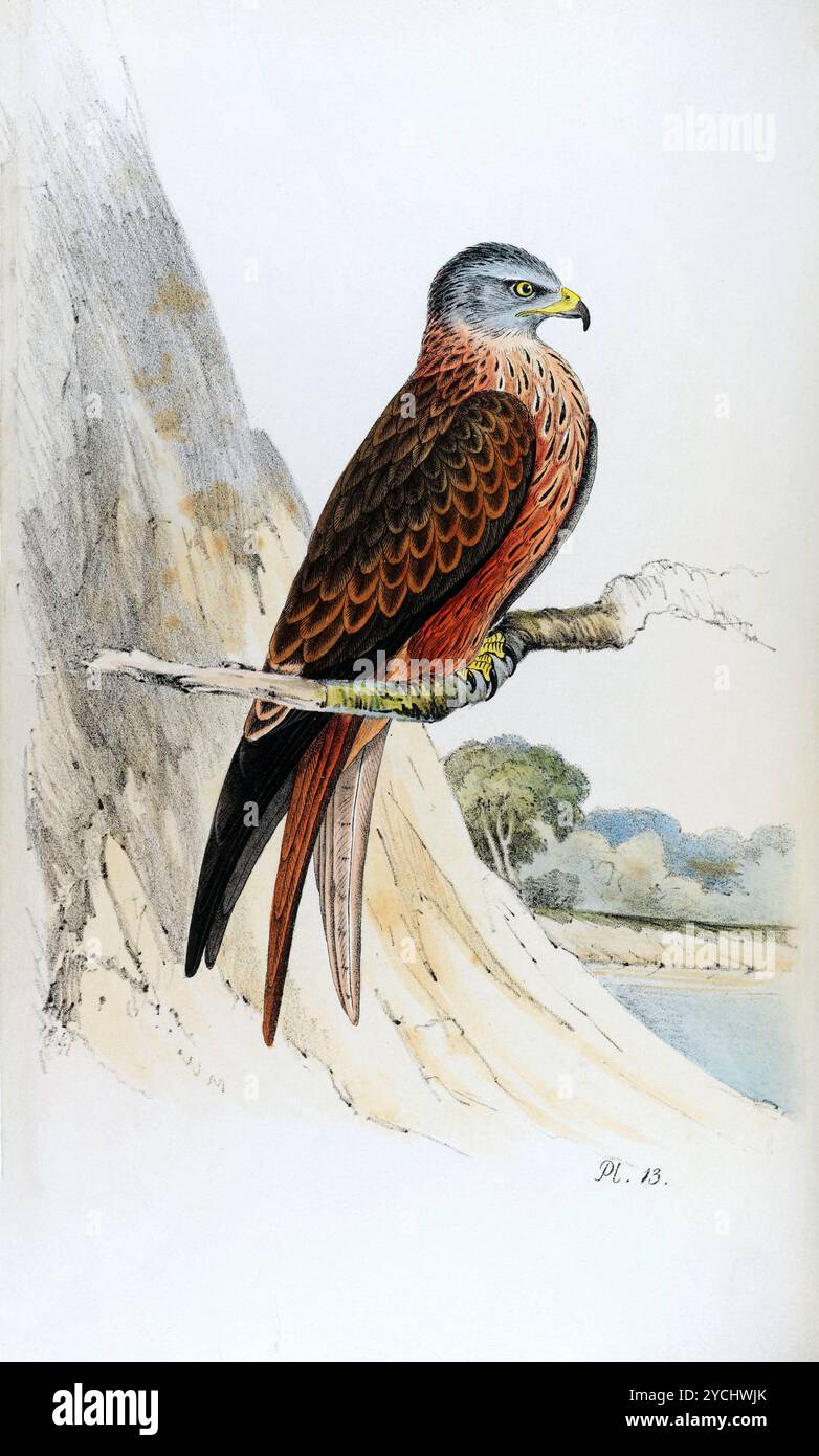 Meyers british birds hi-res stock photography and images - Alamy