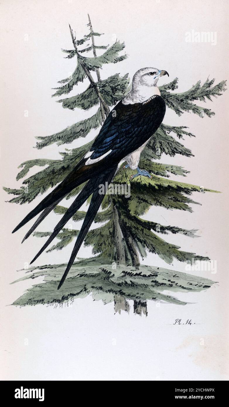 Swallow-tailed Kite. Plate 14. Meyer's British Birds 1842 Stock Photo ...