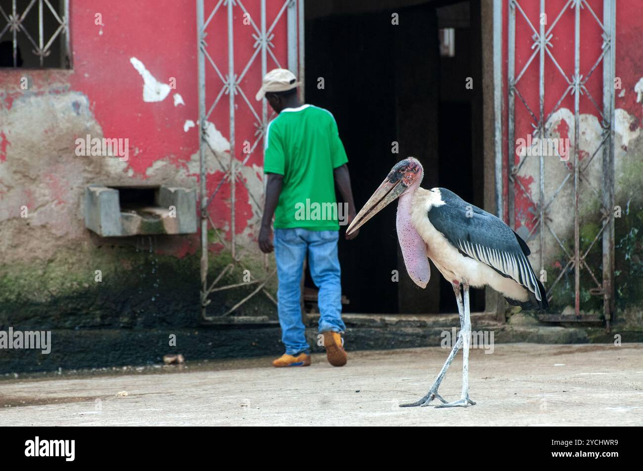 MARABOU STORK- ( Leptoptilos crumeniferus) iteracting with people at ...