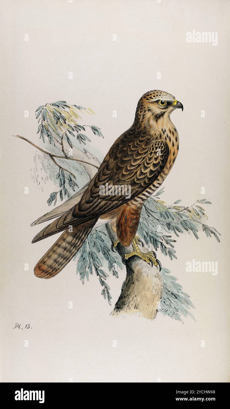 Meyers british birds hi-res stock photography and images - Alamy