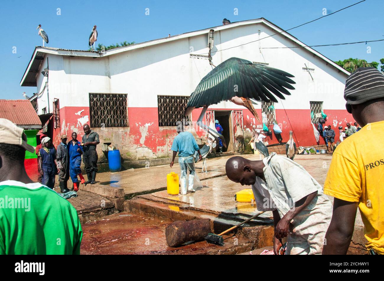 MARABOU STORK- ( Leptoptilos crumeniferus) scavenging at City abattoir ...
