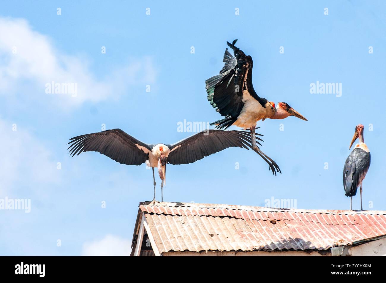 Marabou stork bird uganda africa hi-res stock photography and images ...