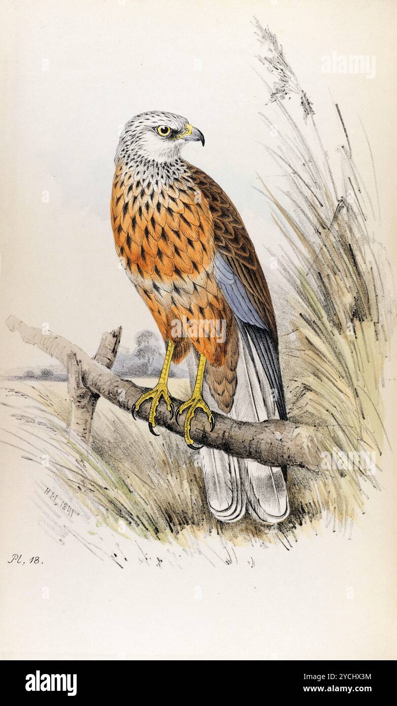 Marsh Harrier. Plate 18. Meyer's British Birds 1842 Stock Photo - Alamy