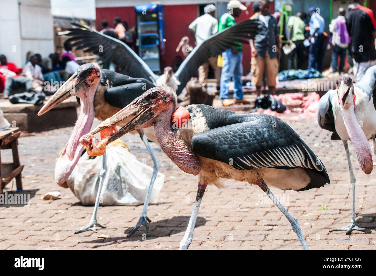 MARABOU STORKS ( Leptoptilos crumeniferus) scavenging at City abattoir ...