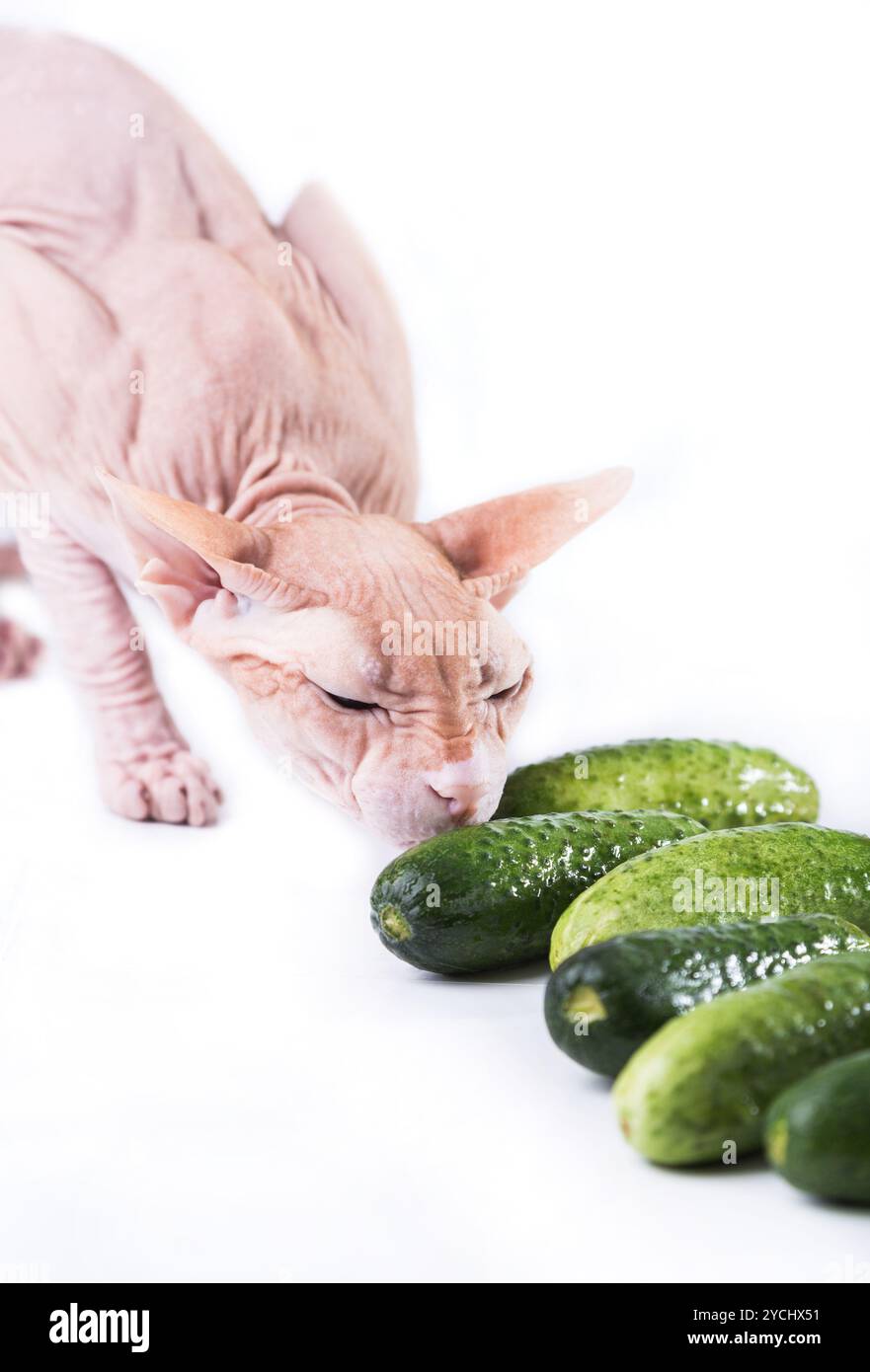 Cat sphinx eating fresh cucumber Stock Photo - Alamy