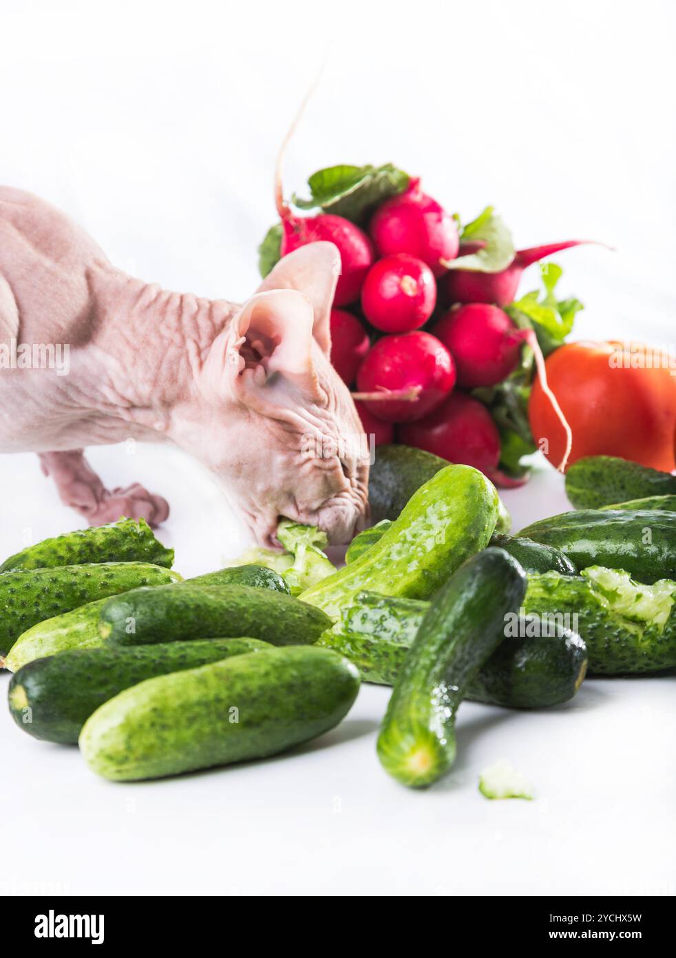 Cat sphinx eating fresh cucumber Stock Photo - Alamy