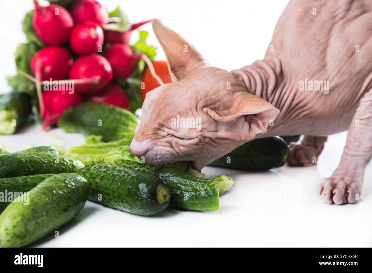 Cat sphinx eating fresh cucumber Stock Photo - Alamy