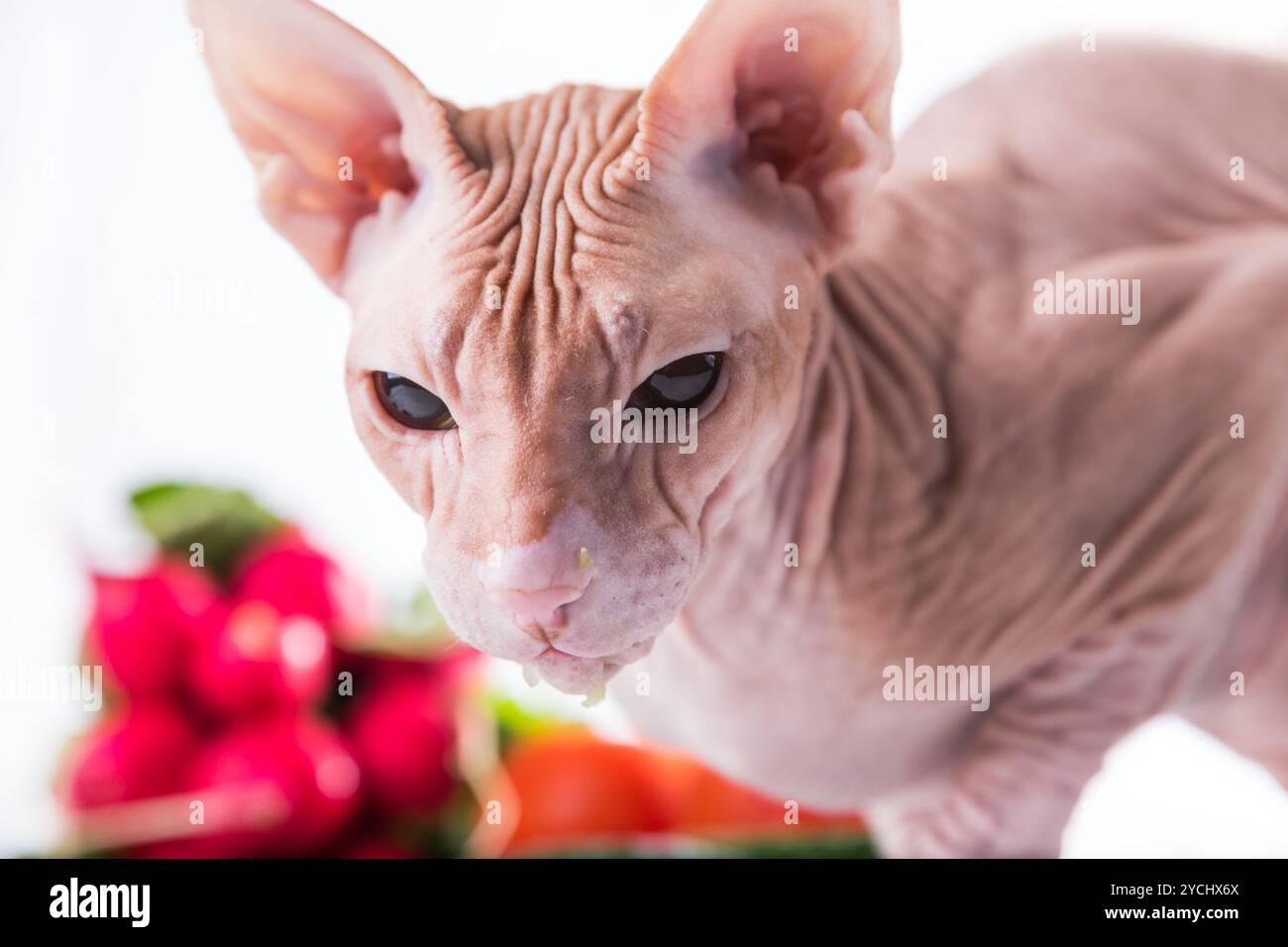 Cat sphinx eating fresh cucumber Stock Photo - Alamy